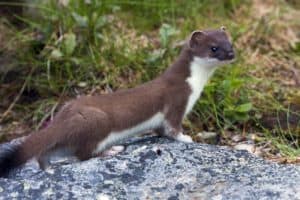 Considering Owning a Pet Weasel? Here Is Everything You Need to Know ...